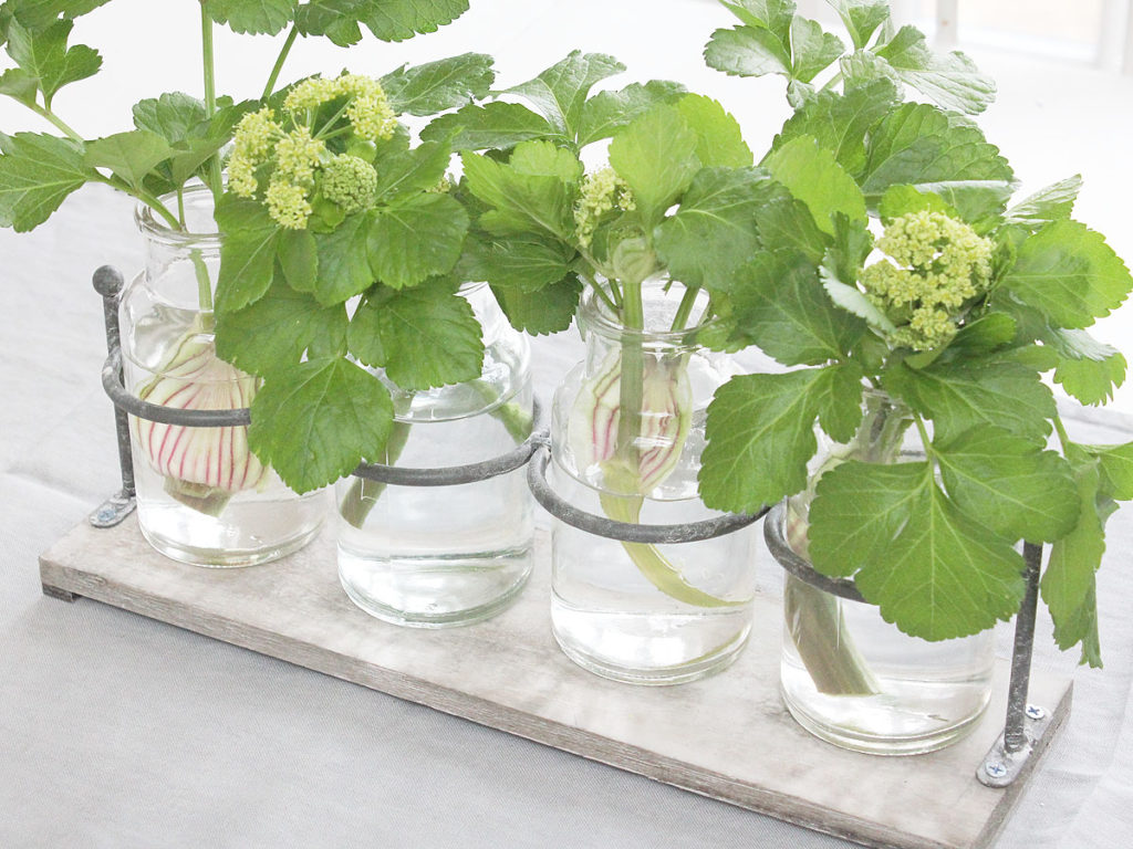 Botanical Bud Set – Hutton and Hutton